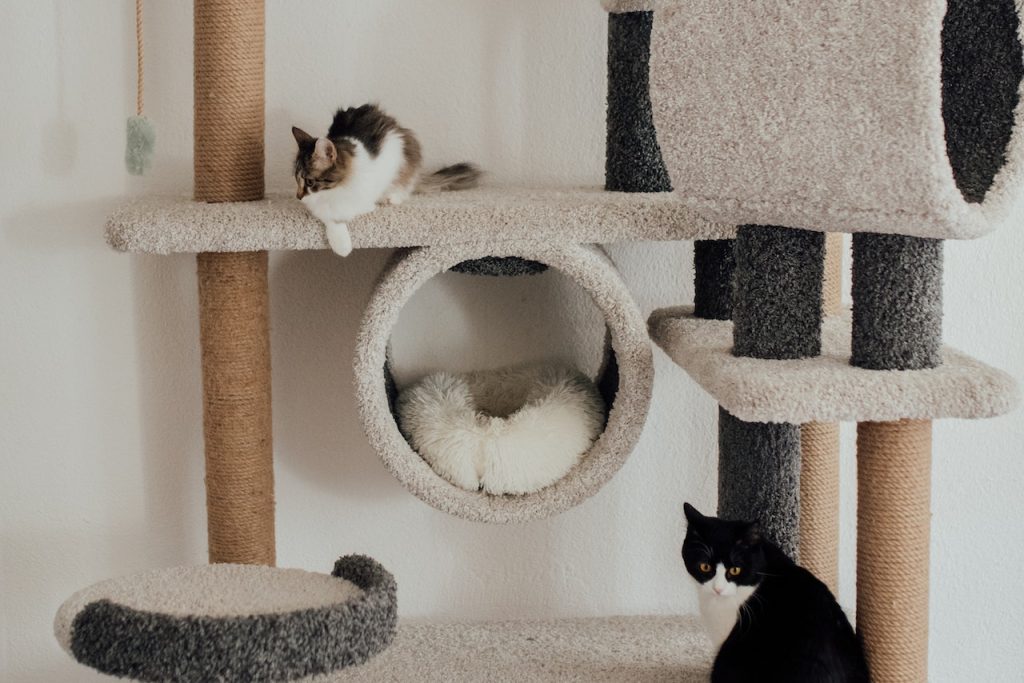Comment choisir un arbre à chat en fonction de la taille de votre chat.