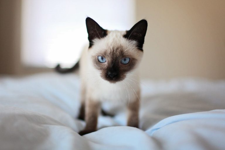 Bébé chat : comment s’en occuper