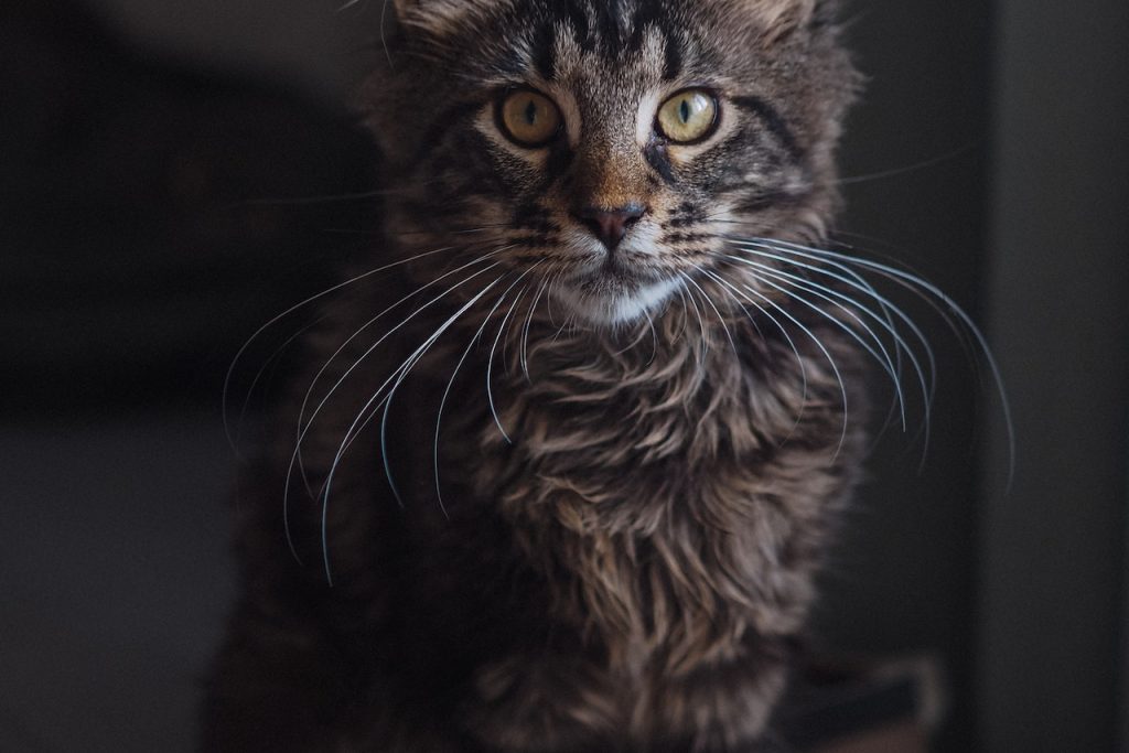 Le chat Maine Coon : une race de chat majestueuse.