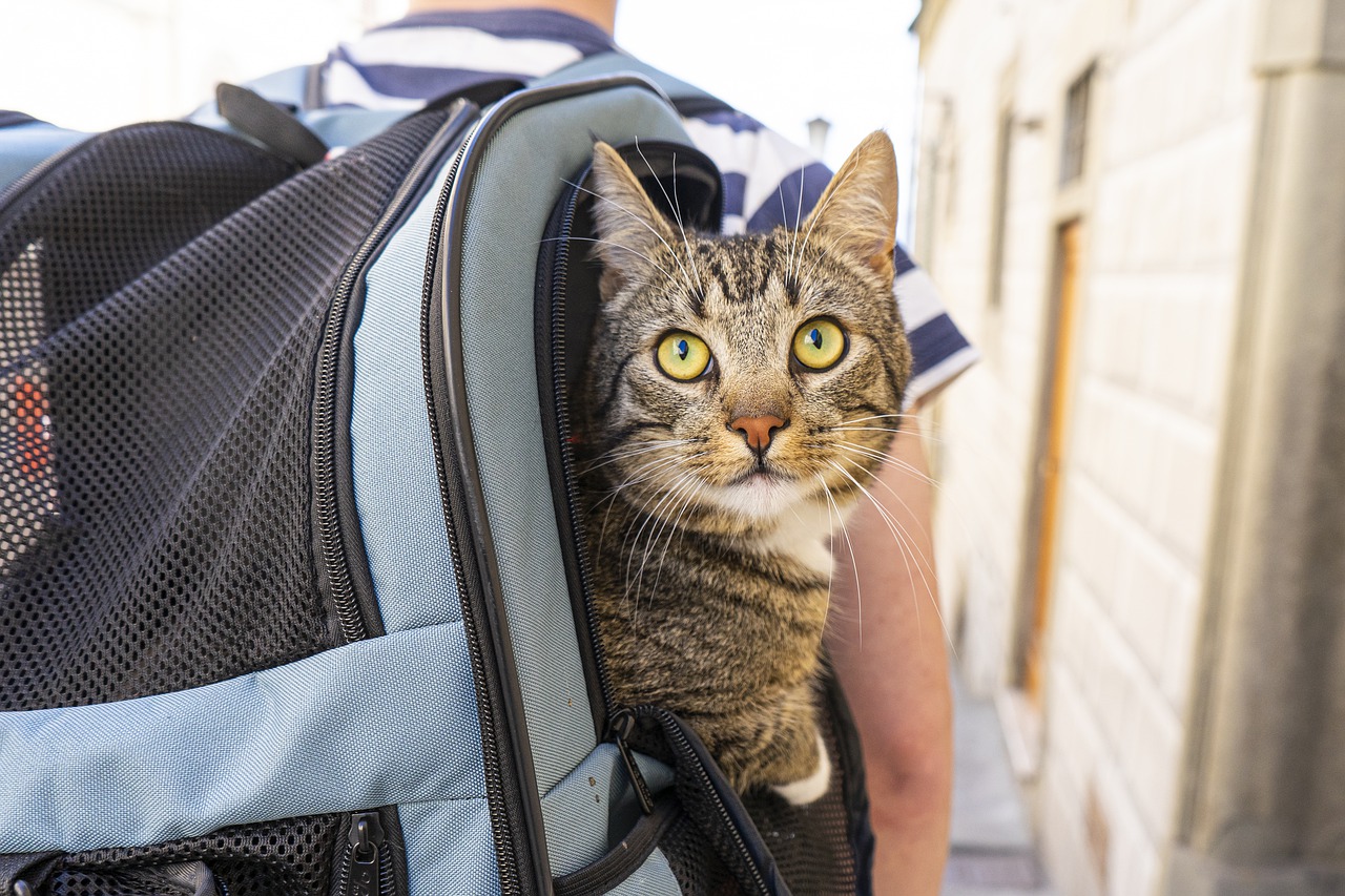 Les différents types de sacs de transport pour chat.