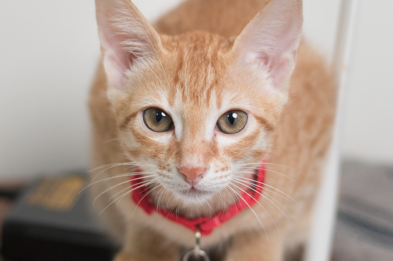 Sevrage chaton : organiser son suivi médical